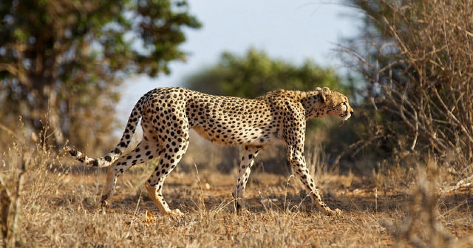 Frida Berrigan: The Cheetah in Us All | Vox Populi