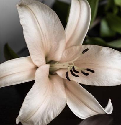 Connie Post: How to Sort the Living from the Dead | Vox Populi