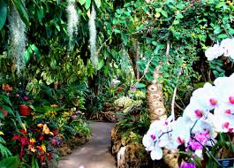 Sharon Fagan McDermott: Orchid Room, Phipps Conservatory | Vox Populi