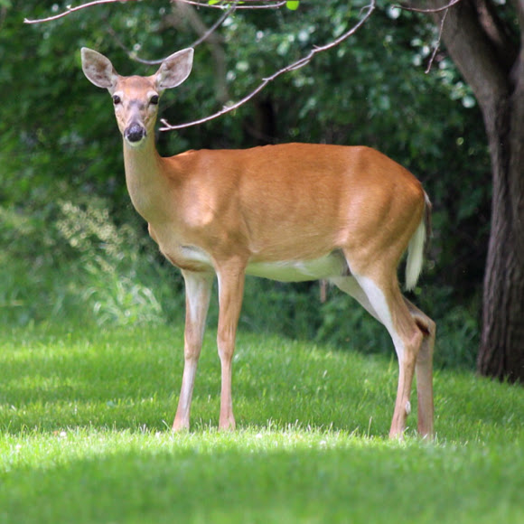 Robert Wrigley: A Walk | Vox Populi