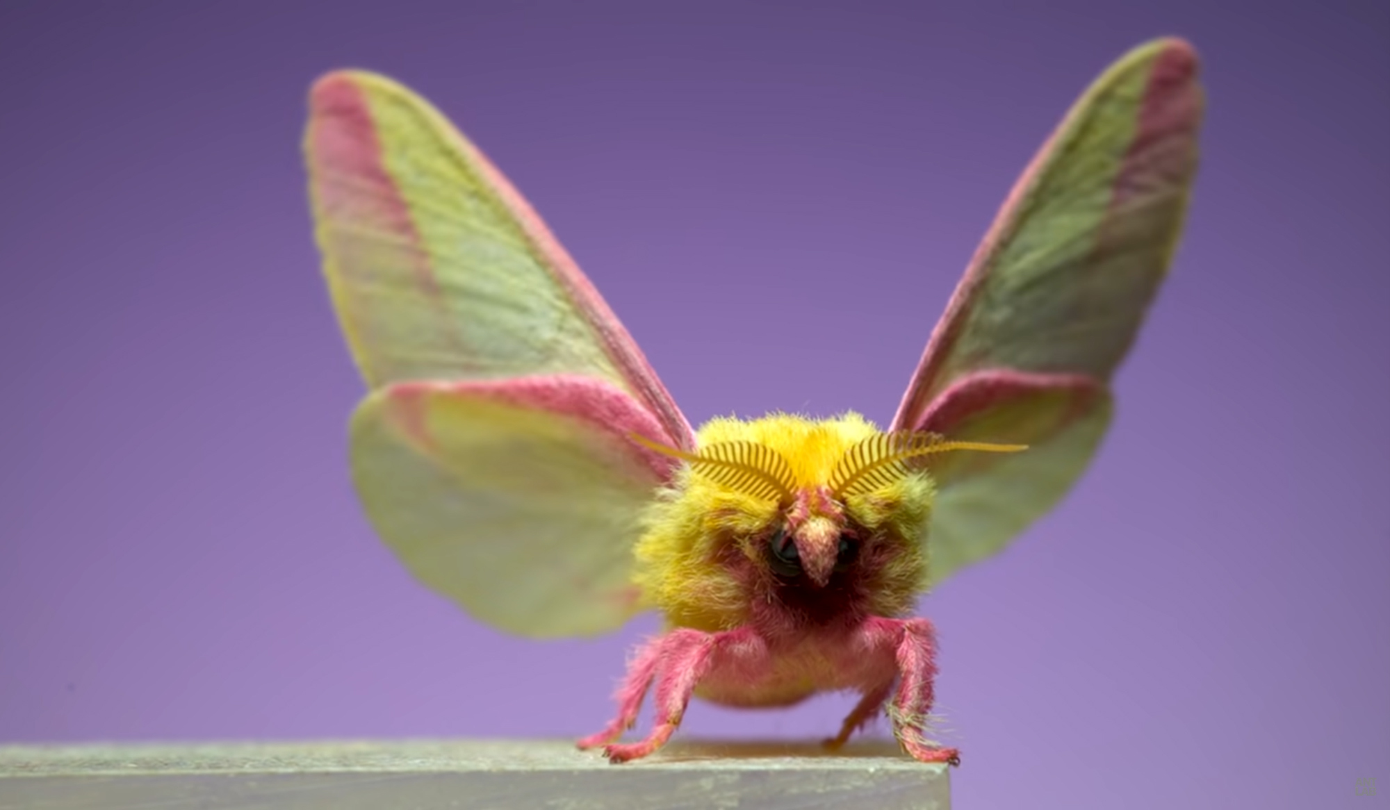 Video: 7 Spectacular Moths in Slow Motion! | Vox Populi