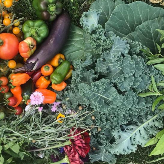 Frida Berrigan: This Is My Song | Vox Populi