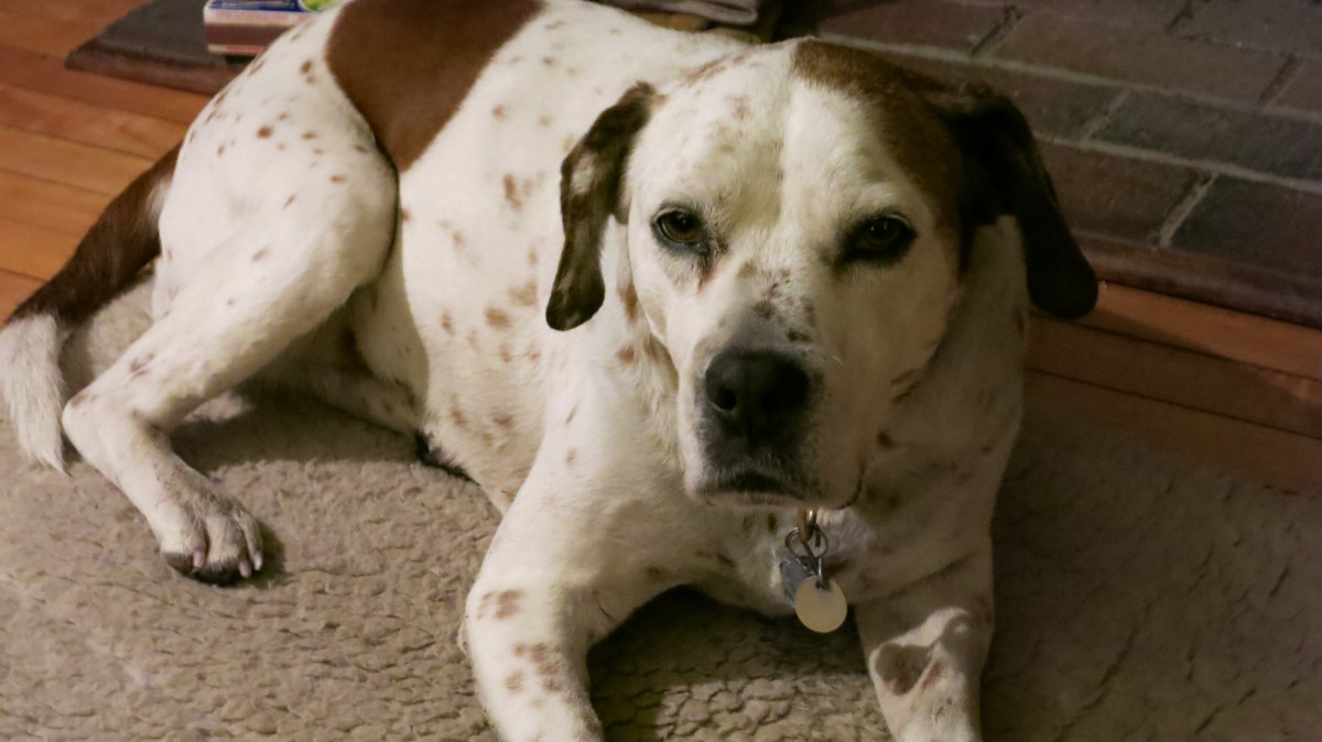 Baron Wormser: Oona | Vox Populi