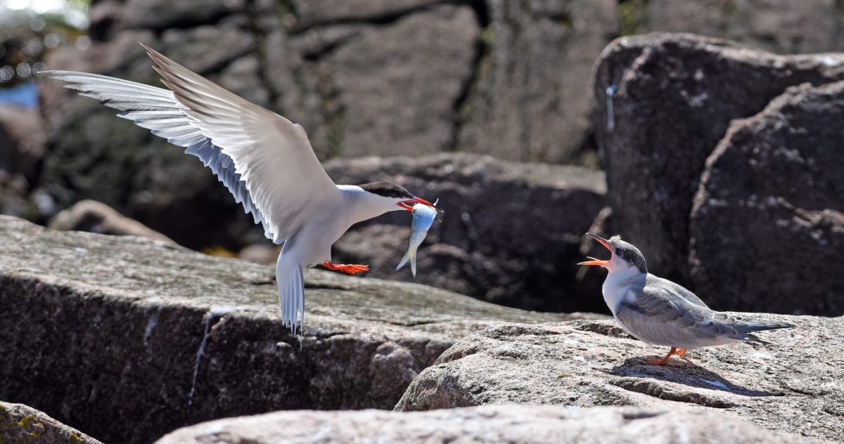 Derrick Z. Jackson: Despite Climate Change | Vox Populi