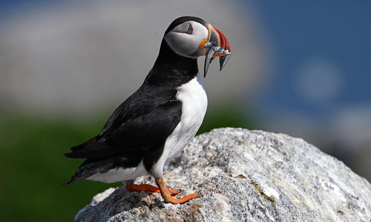 Derrick Z. Jackson: Care for Endangered Seabirds Continues Amid a 51 ...