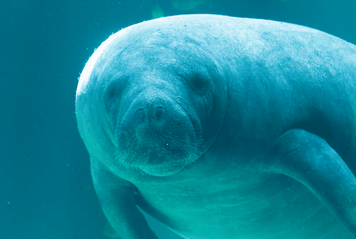 Robert Cording: Manatees | Vox Populi